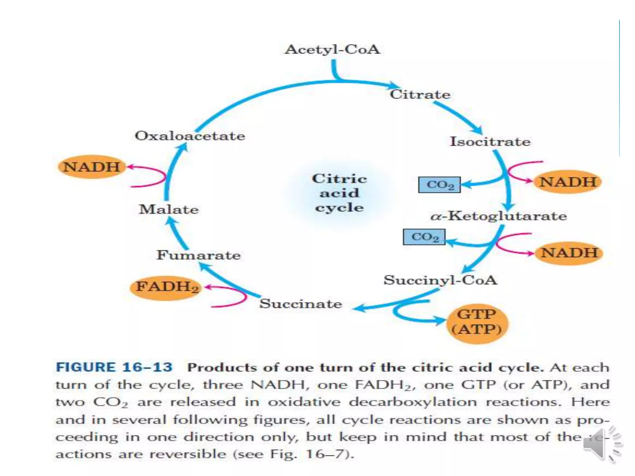 TCA cycle 2 | PPTX | Chemistry | Science