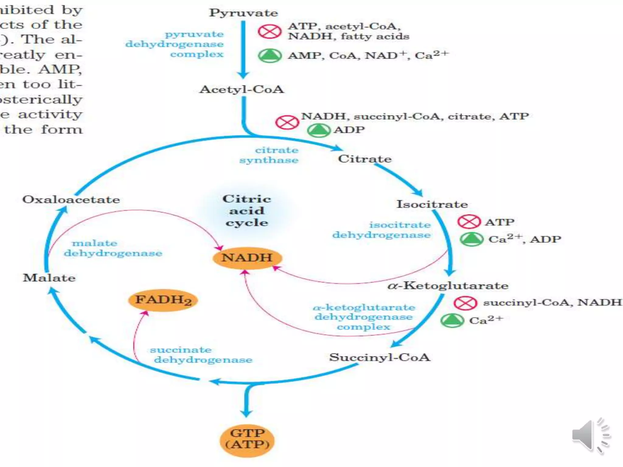 TCA cycle 2 | PPTX | Chemistry | Science