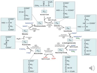 TCA cycle 2 | PPTX | Chemistry | Science