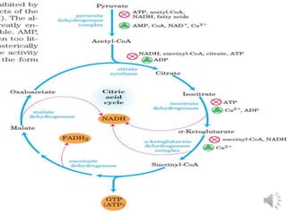 TCA cycle 2 | PPTX | Chemistry | Science
