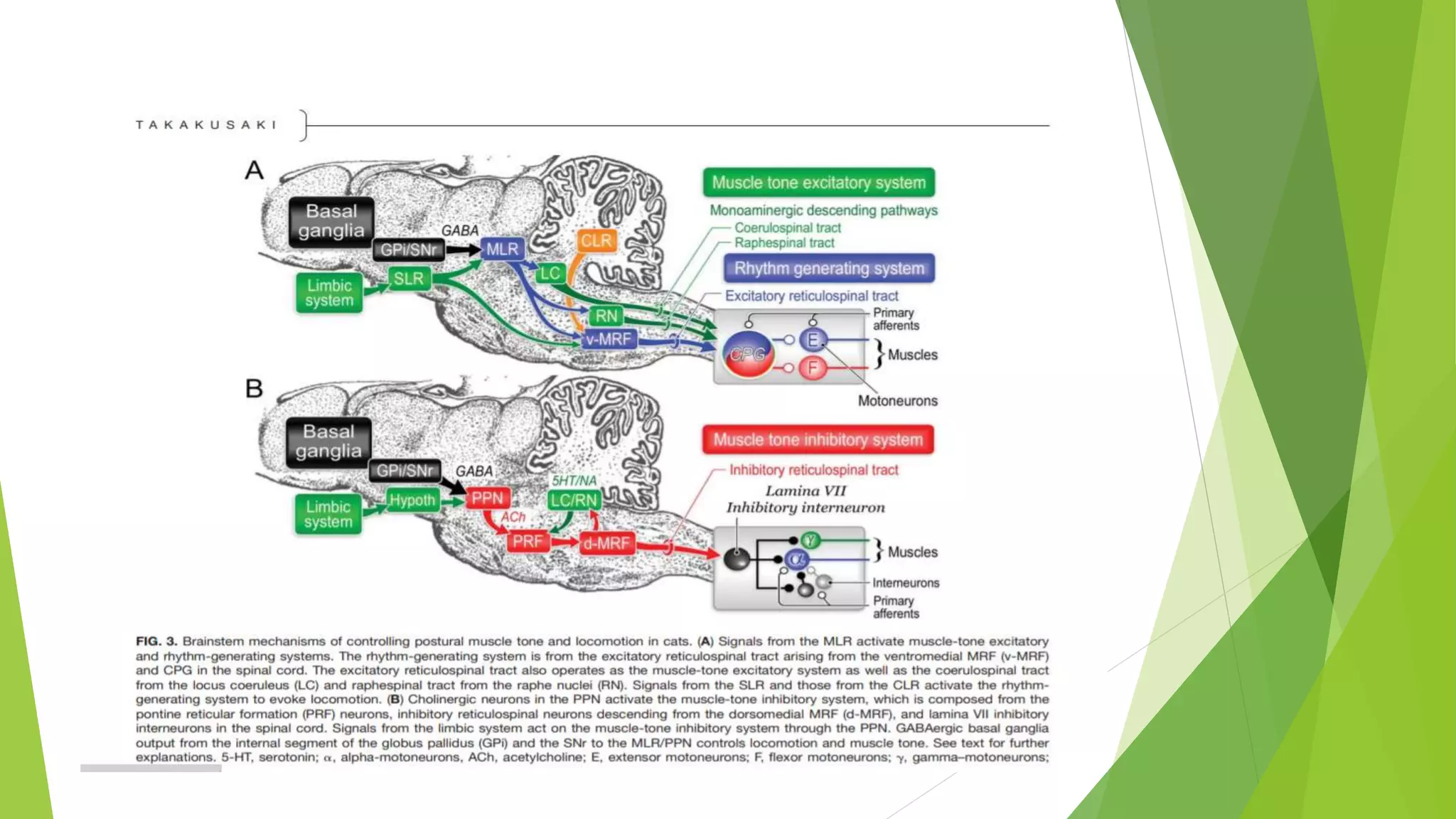 Gait -Normal and Abnormal gait :Physiology and Management | PPTX