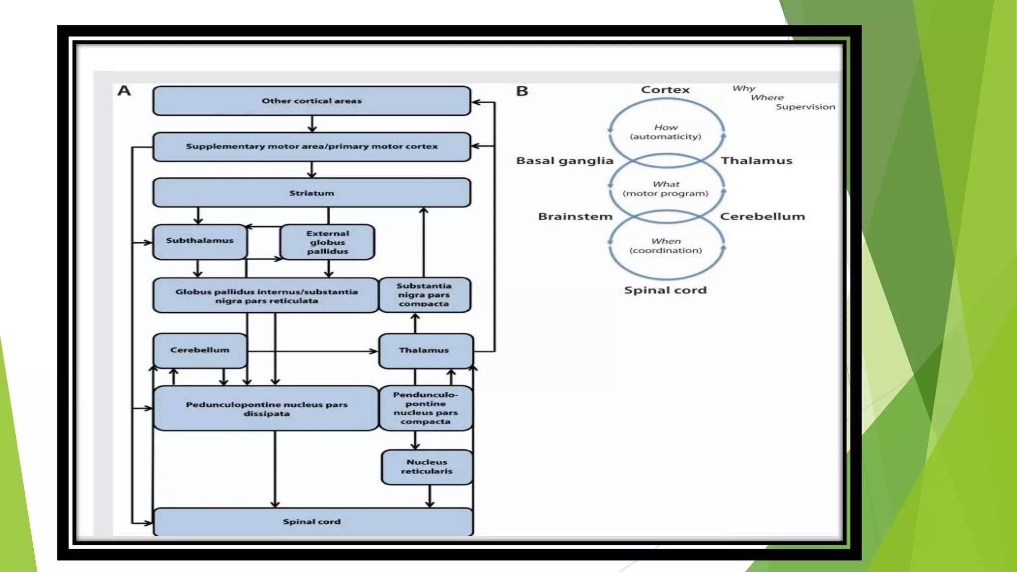 Gait -Normal and Abnormal gait :Physiology and Management | PPTX