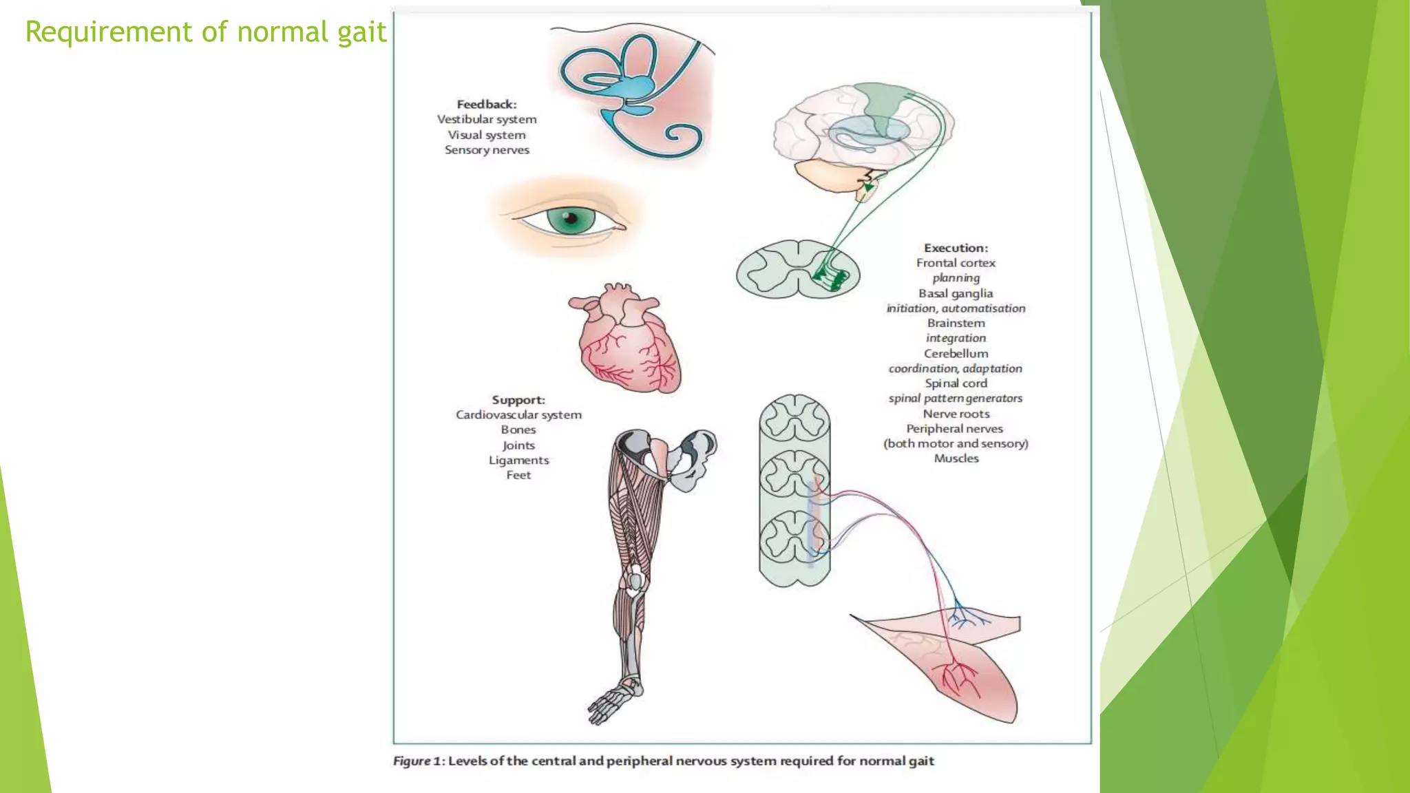 Gait -Normal and Abnormal gait :Physiology and Management | PPTX