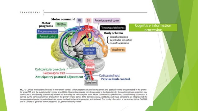 Gait -Normal and Abnormal gait :Physiology and Management | PPTX