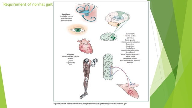 Gait -Normal and Abnormal gait :Physiology and Management | PPTX