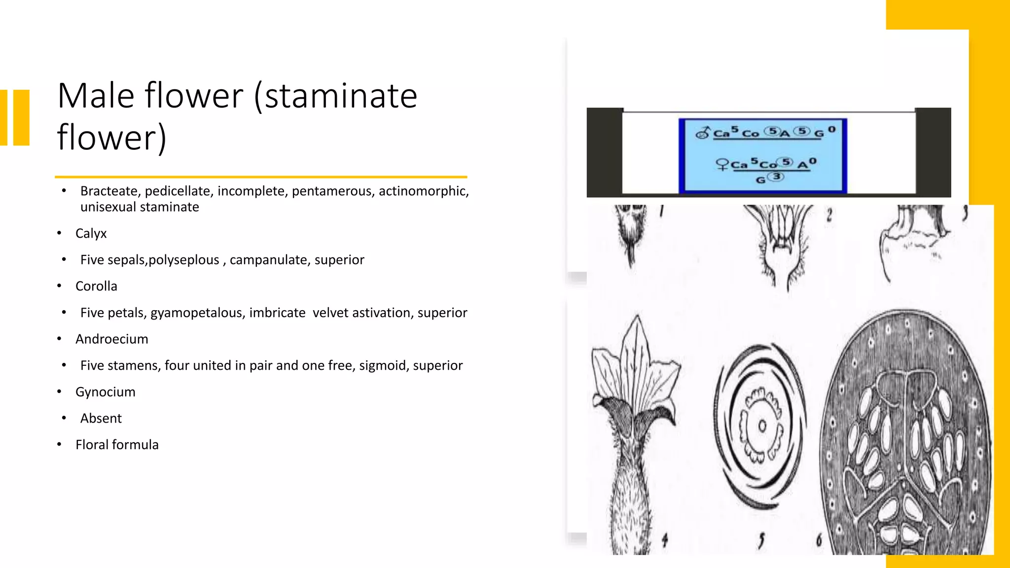 family cucurbitaceae | PPTX