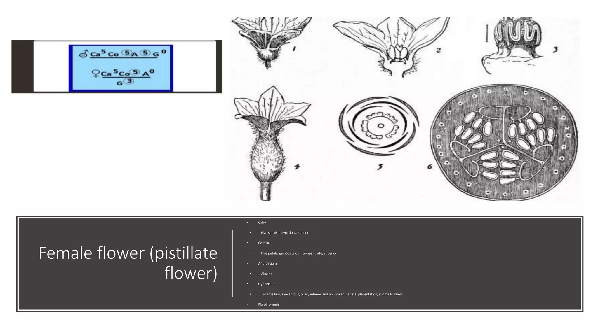 family cucurbitaceae | PPTX