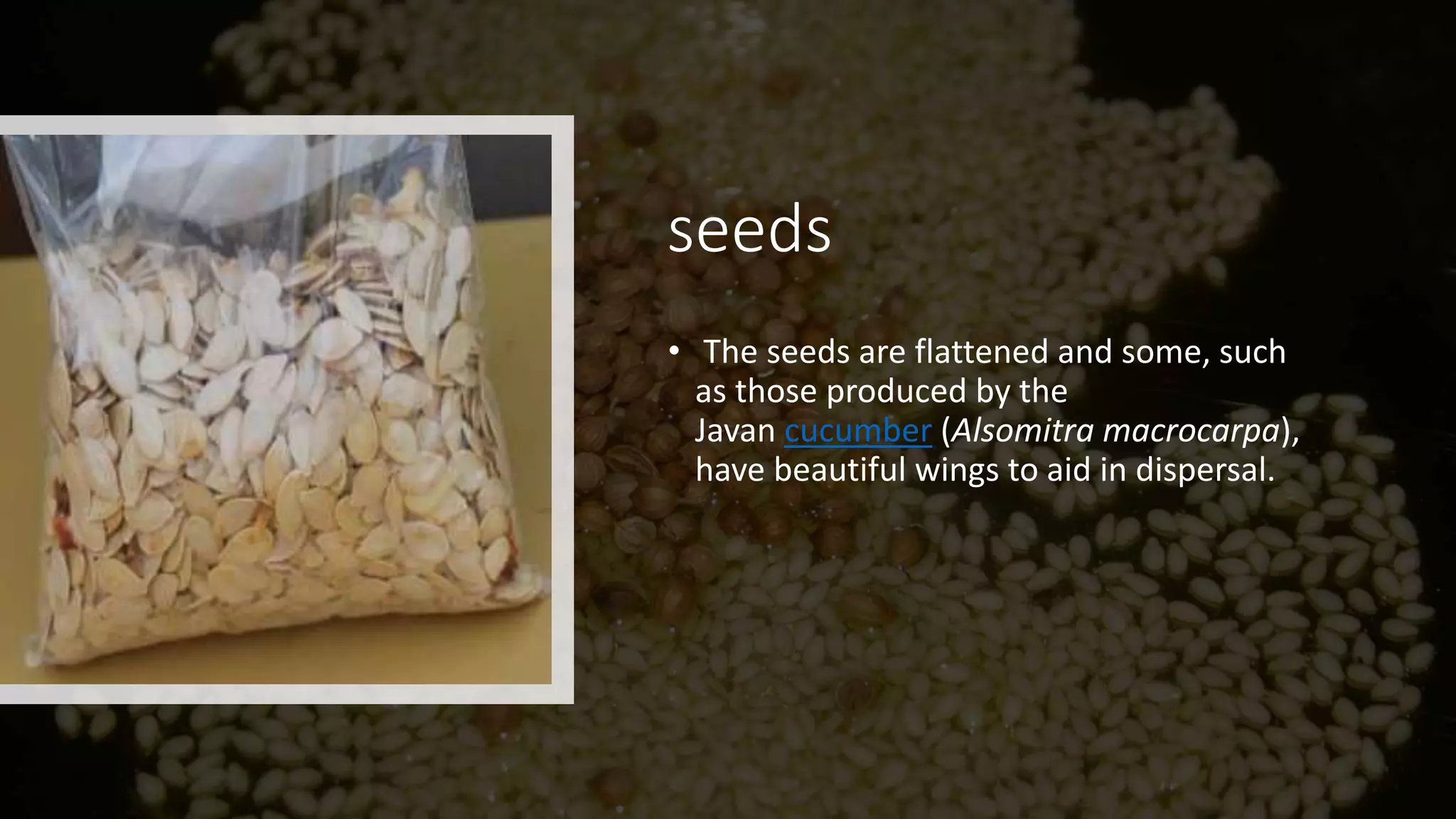 family cucurbitaceae | PPTX