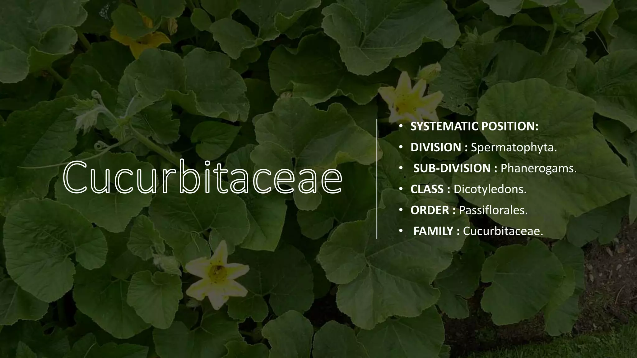 family cucurbitaceae | PPTX