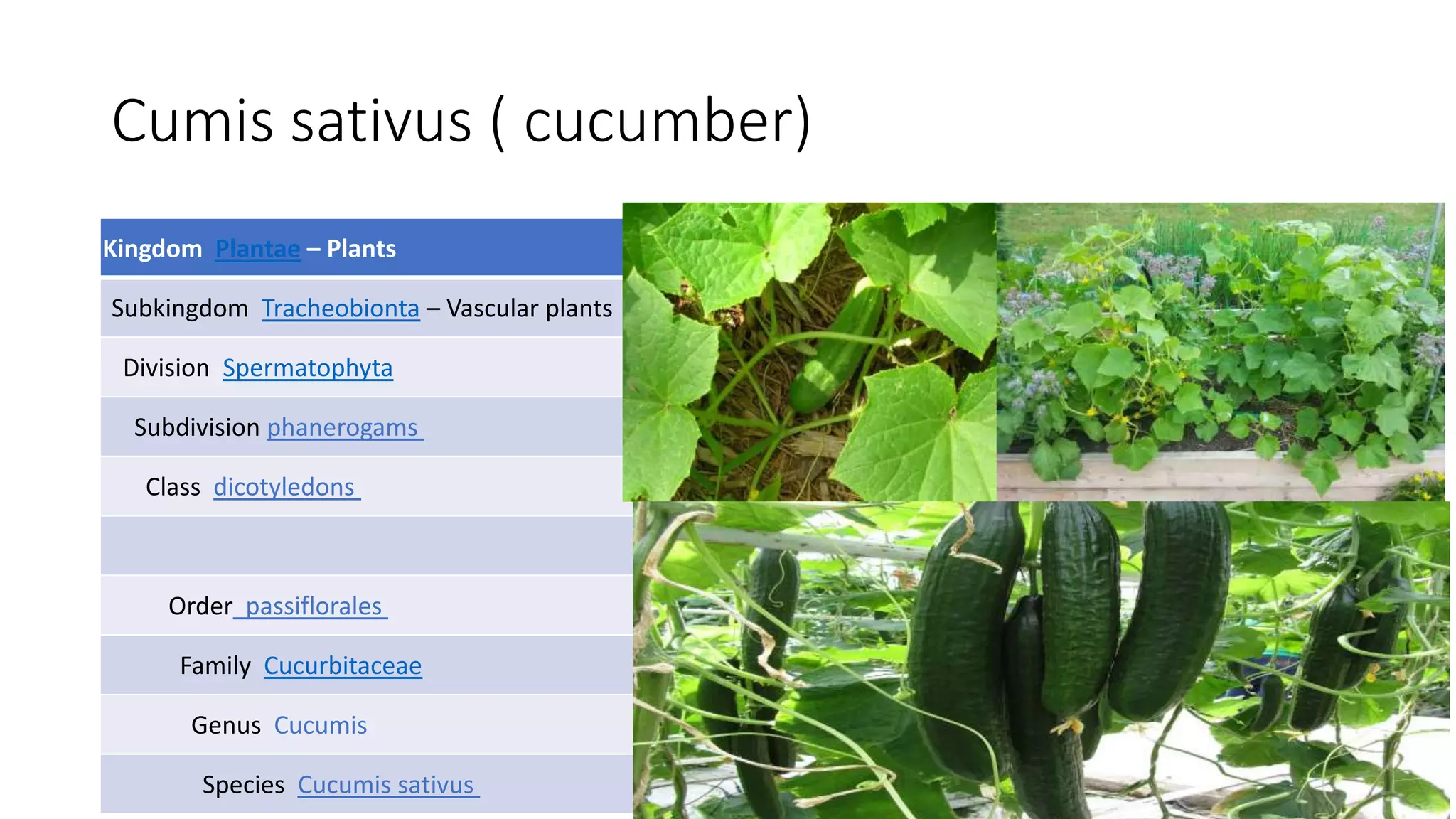 family cucurbitaceae | PPTX