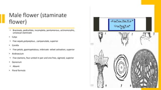 family cucurbitaceae | PPTX