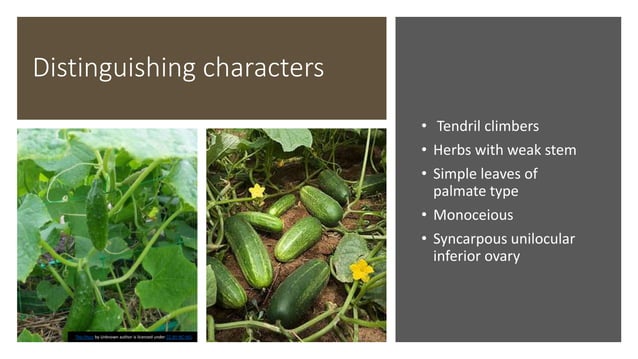 family cucurbitaceae | PPT
