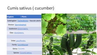 family cucurbitaceae | PPTX