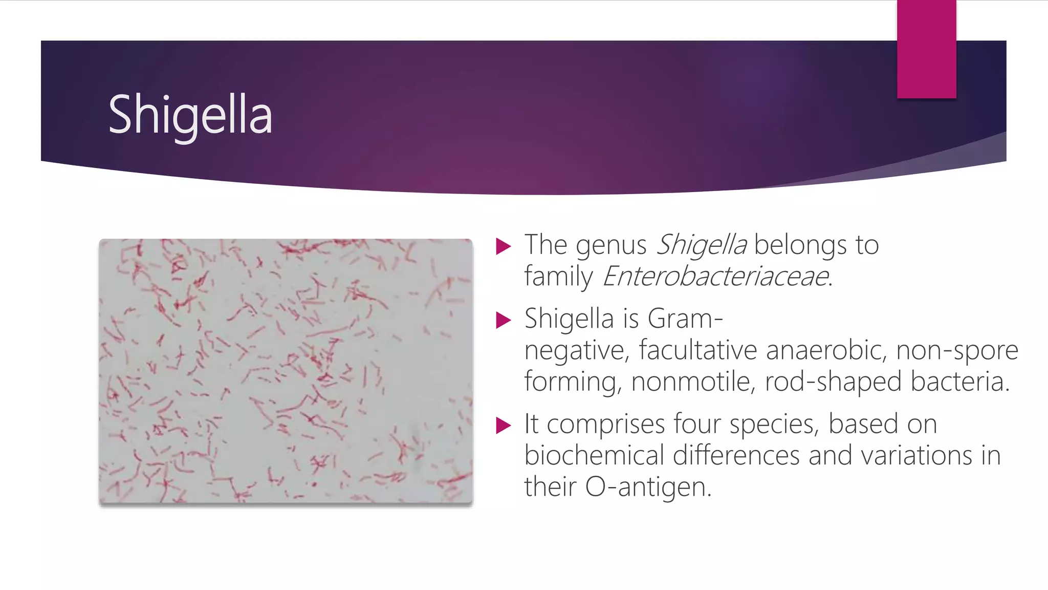 Shigella Outbreak | PPTX | Digestive Disorders | Diseases and Conditions