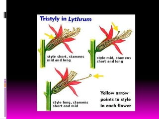 Self incompatibility in plants | PPTX