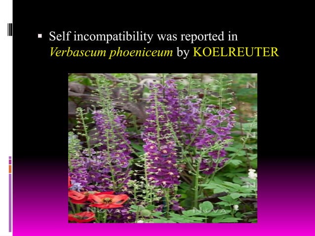 Self incompatibility in plants | PPTX | Gardening | Home & Garden