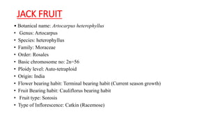 BIODIVERSITY OF JACKFRUIT | PPTX