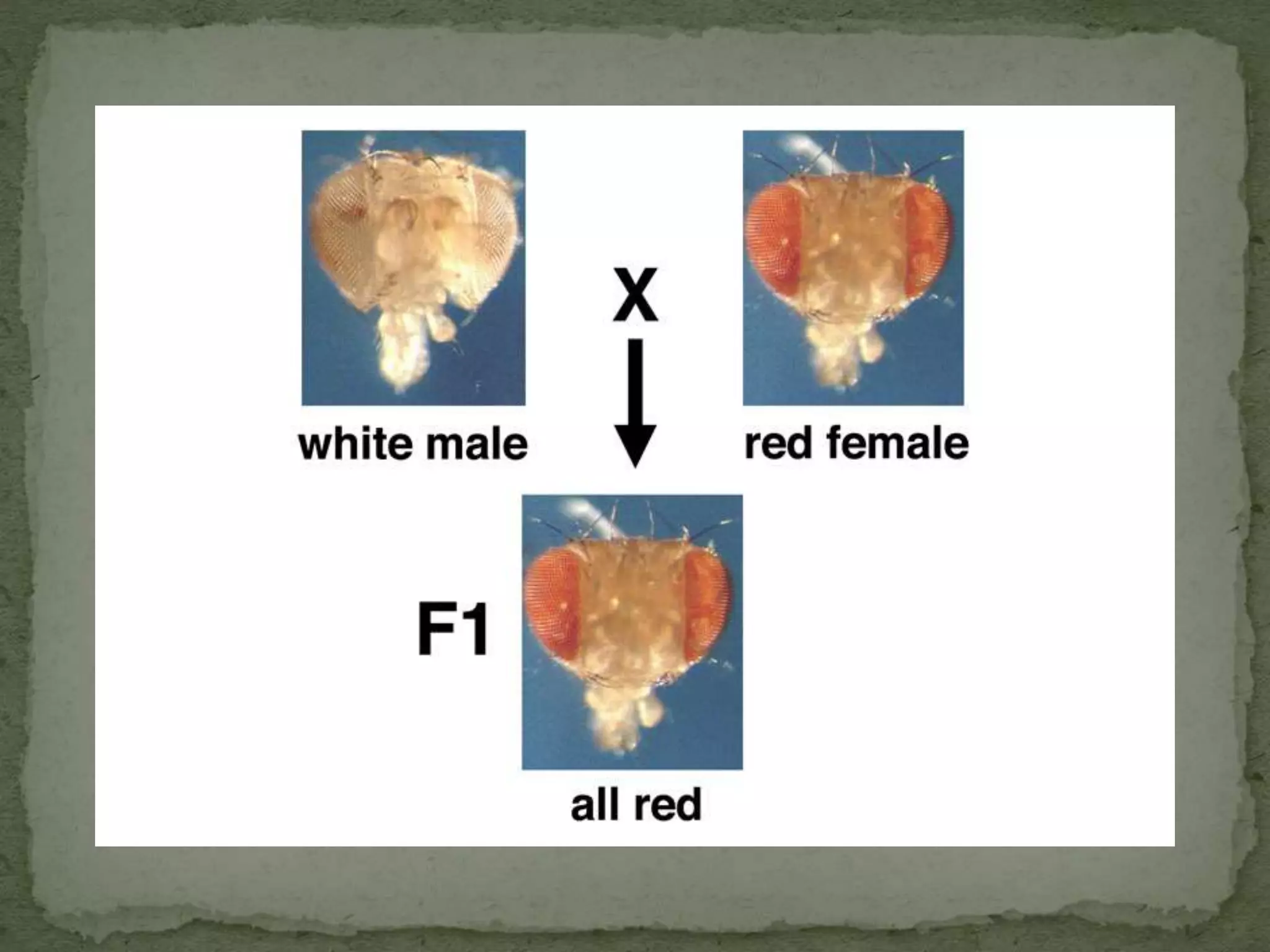 Sex Linked Inheritance Pptx