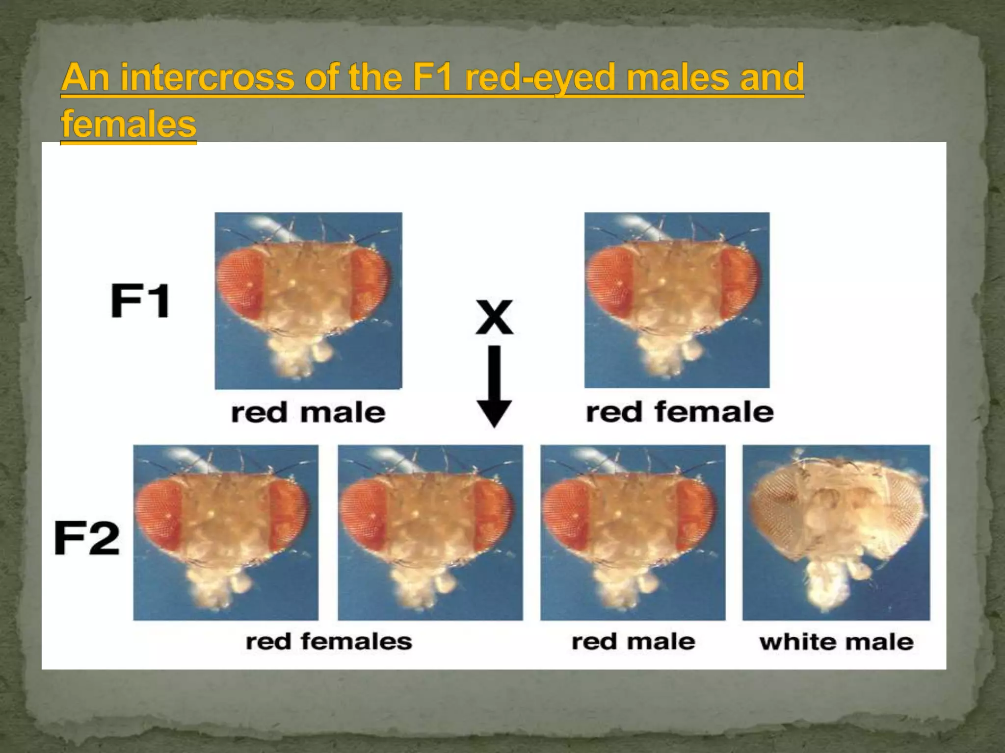 Sex Linked Inheritance Pptx