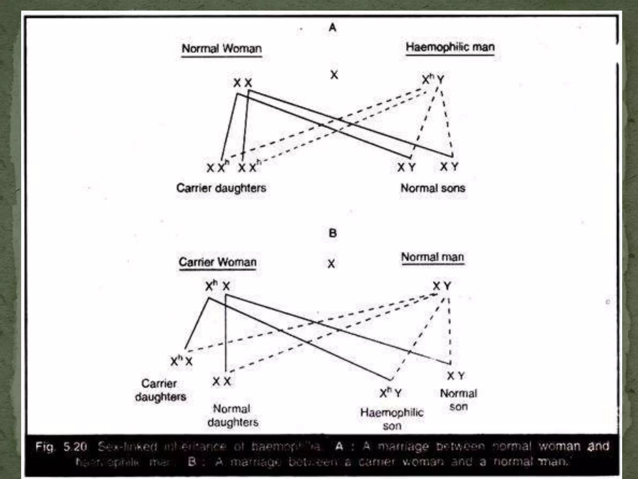 Sex Linked Inheritance Pptx
