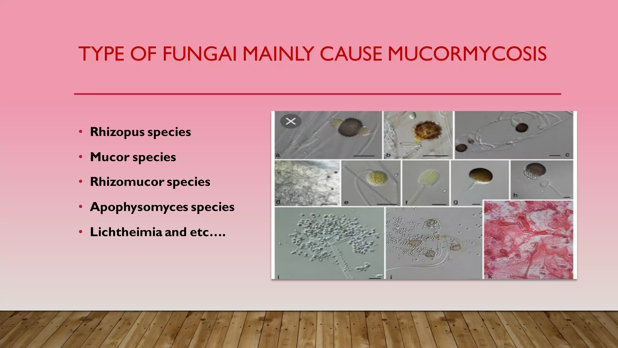Mucormycosis or Black fungus | PDF