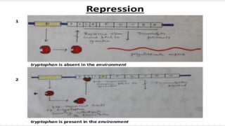 Tryptophan operon (tryp operon) | PPTX