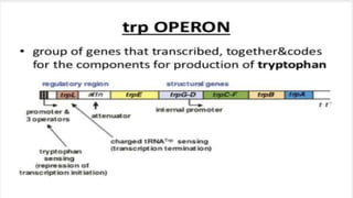 Tryptophan operon (tryp operon) | PPTX