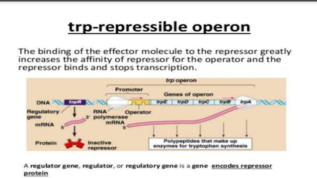 Tryptophan operon (tryp operon) | PPTX