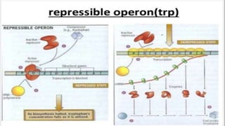 Tryptophan operon (tryp operon) | PPTX