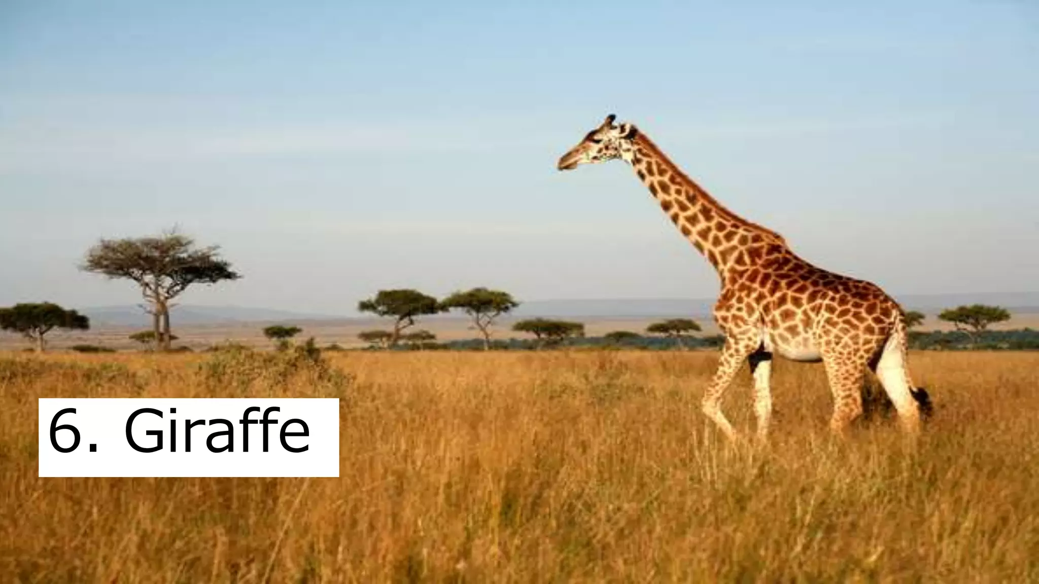 wild animal ppt for kids | PPTX