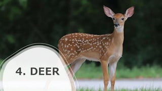 wild animal ppt for kids | PPTX