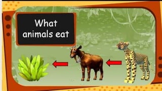 wild animal ppt for kids | PPTX