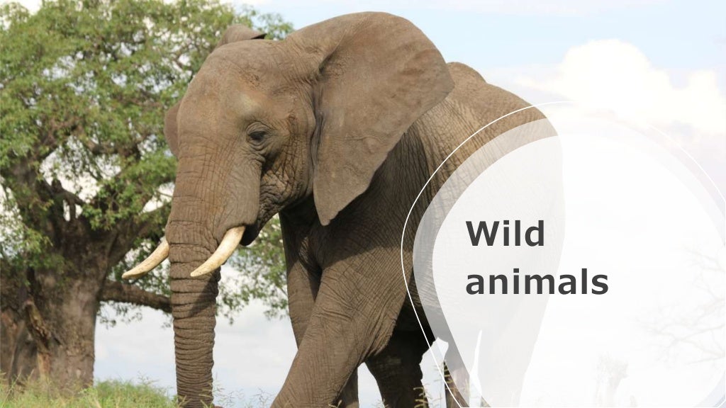 wild animal ppt for kids