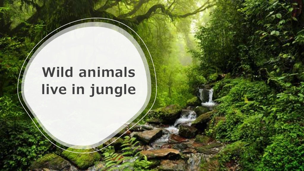 wild animal ppt for kids