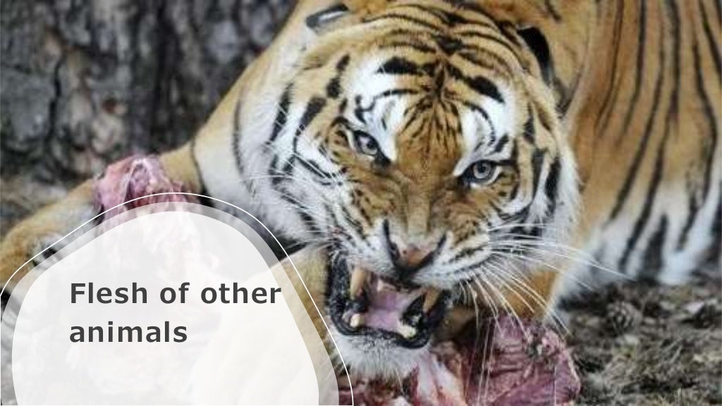 wild animal ppt for kids