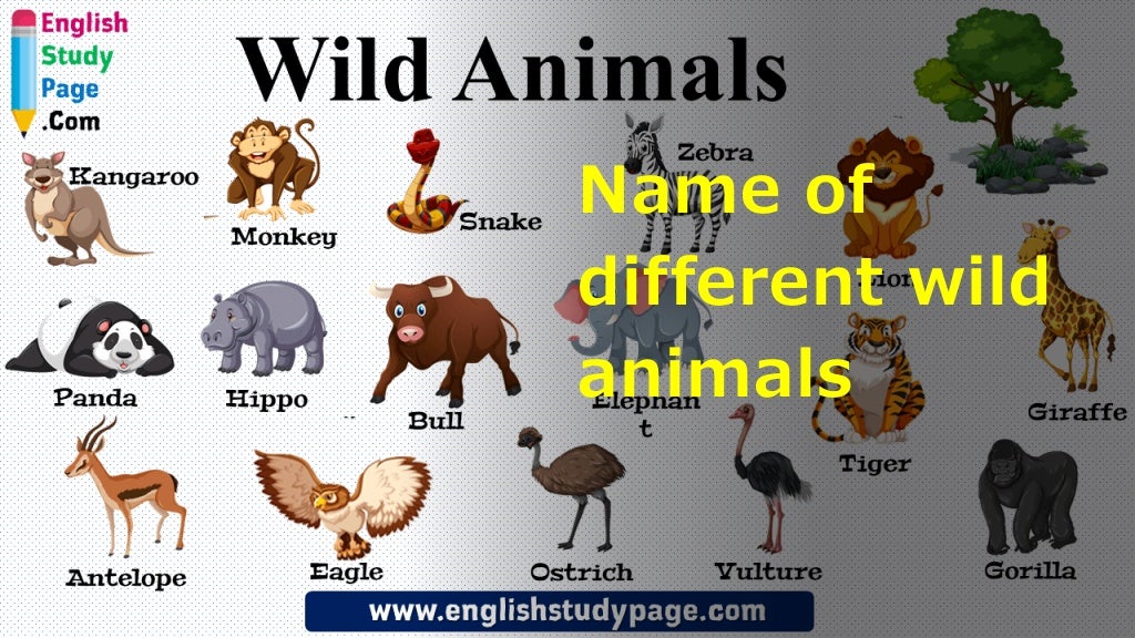 wild animal ppt for kids