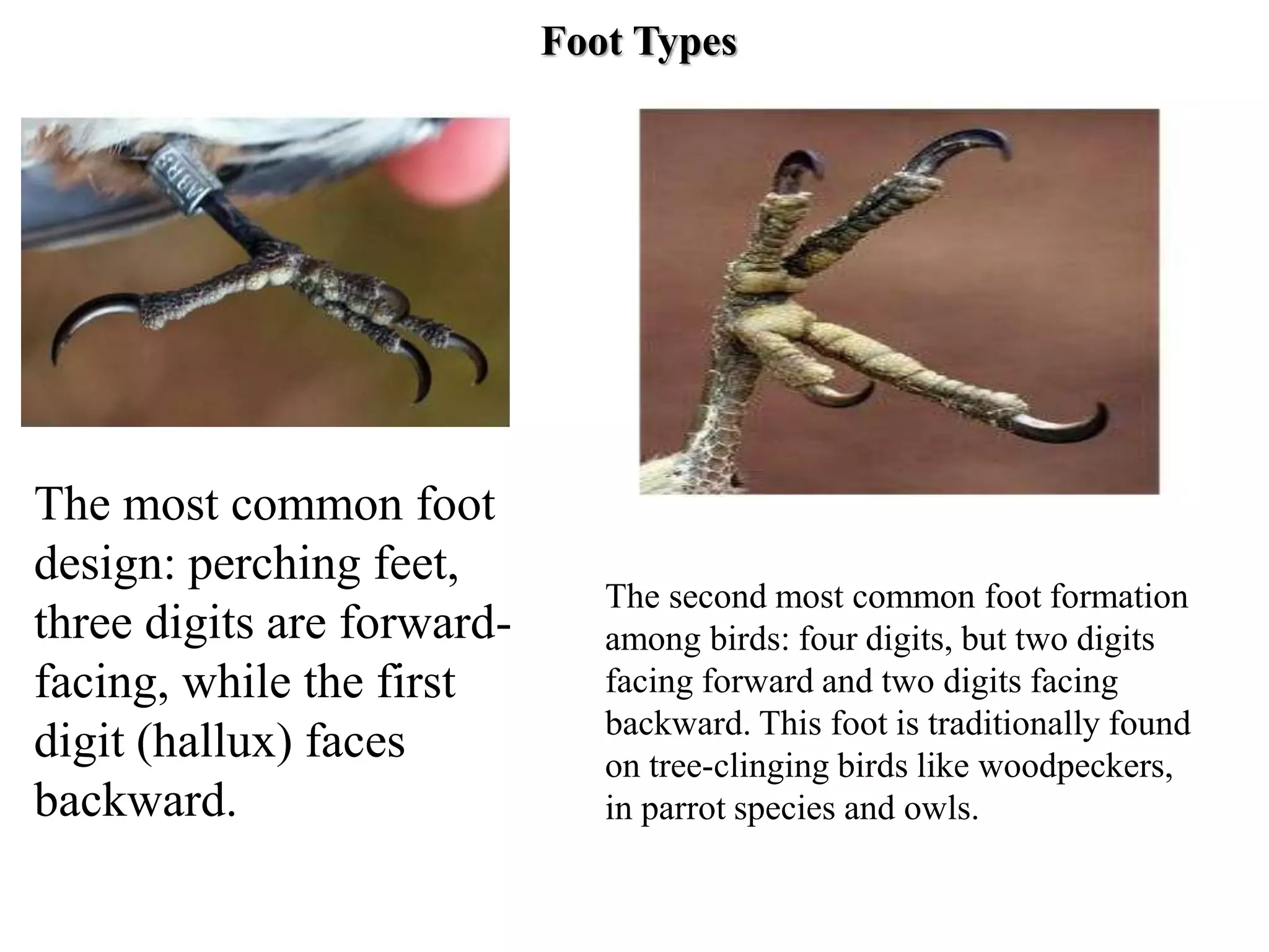 Anatomy of Birds | PPTX