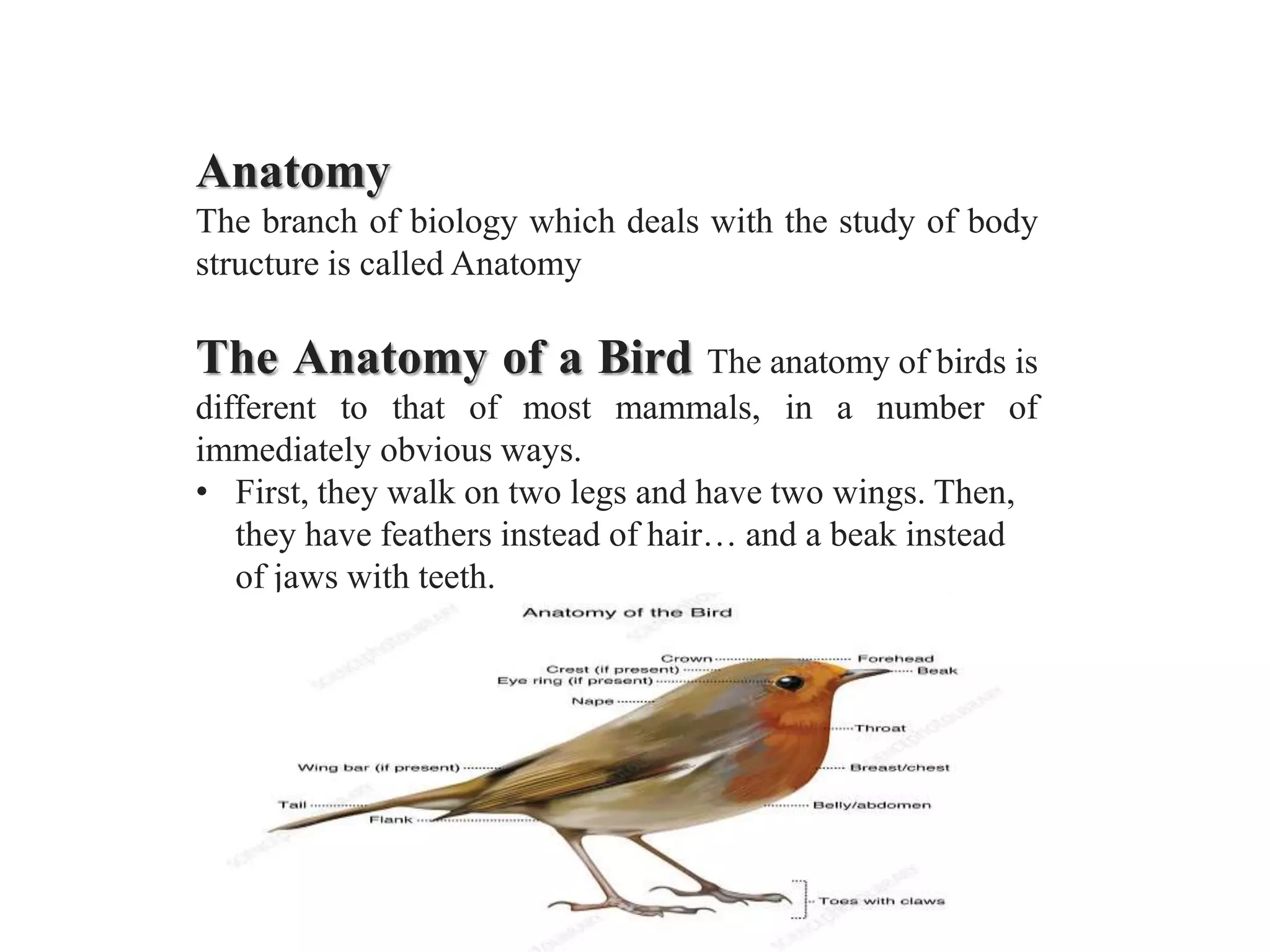 Anatomy of Birds | PPTX