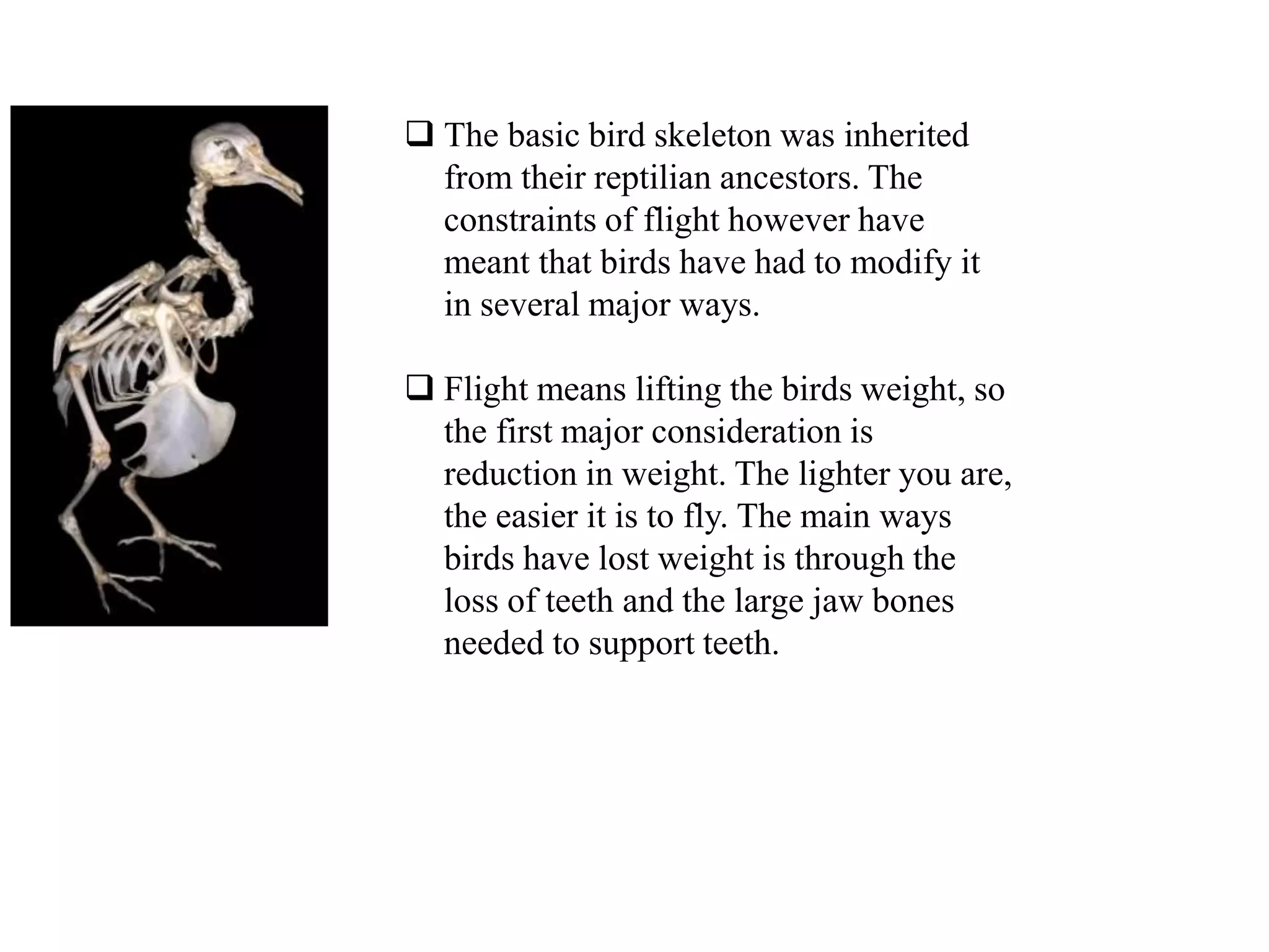 Anatomy of Birds | PPTX