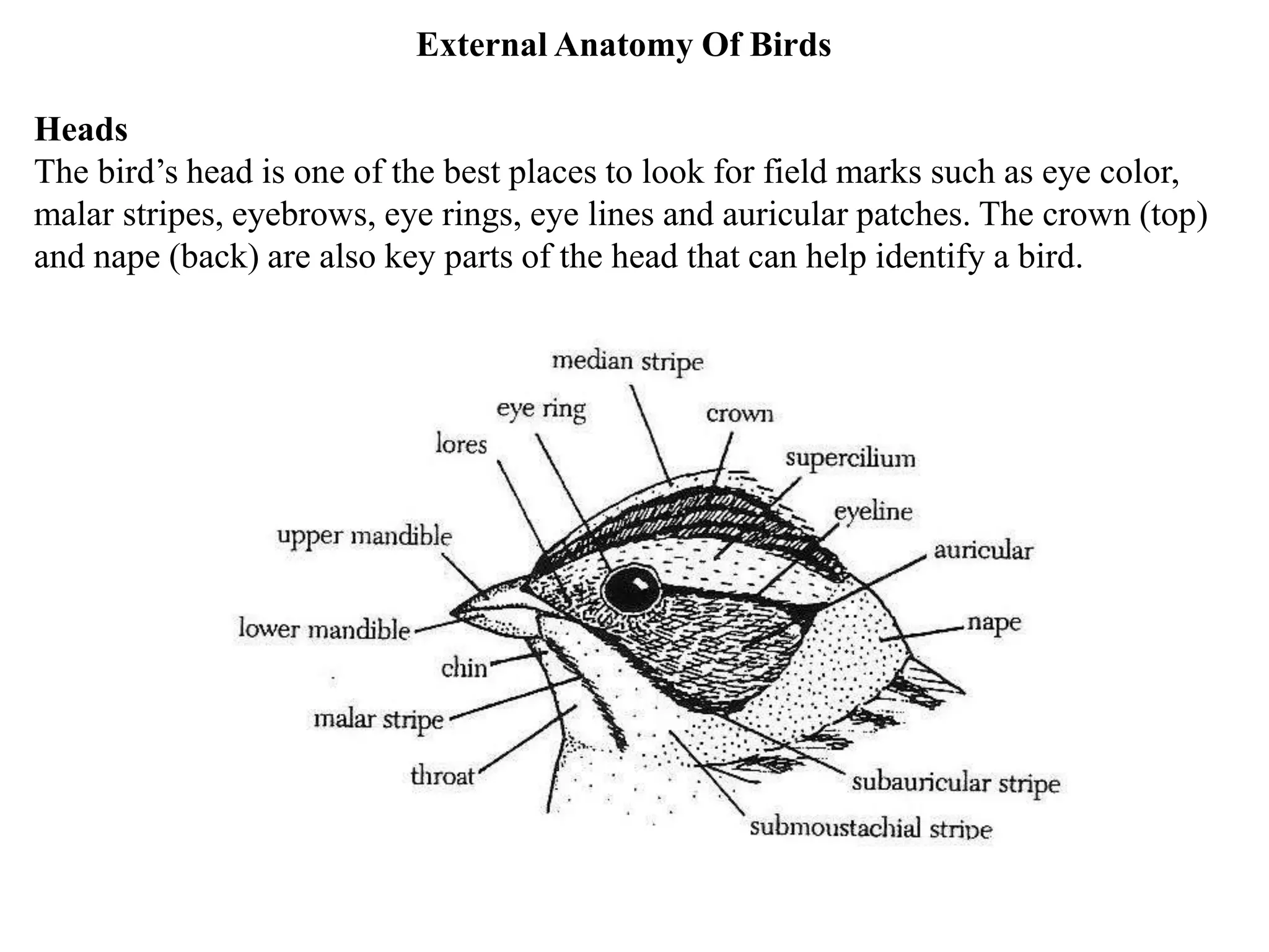 Anatomy of Birds | PPTX | Birdwatching | Hobbies & Interests