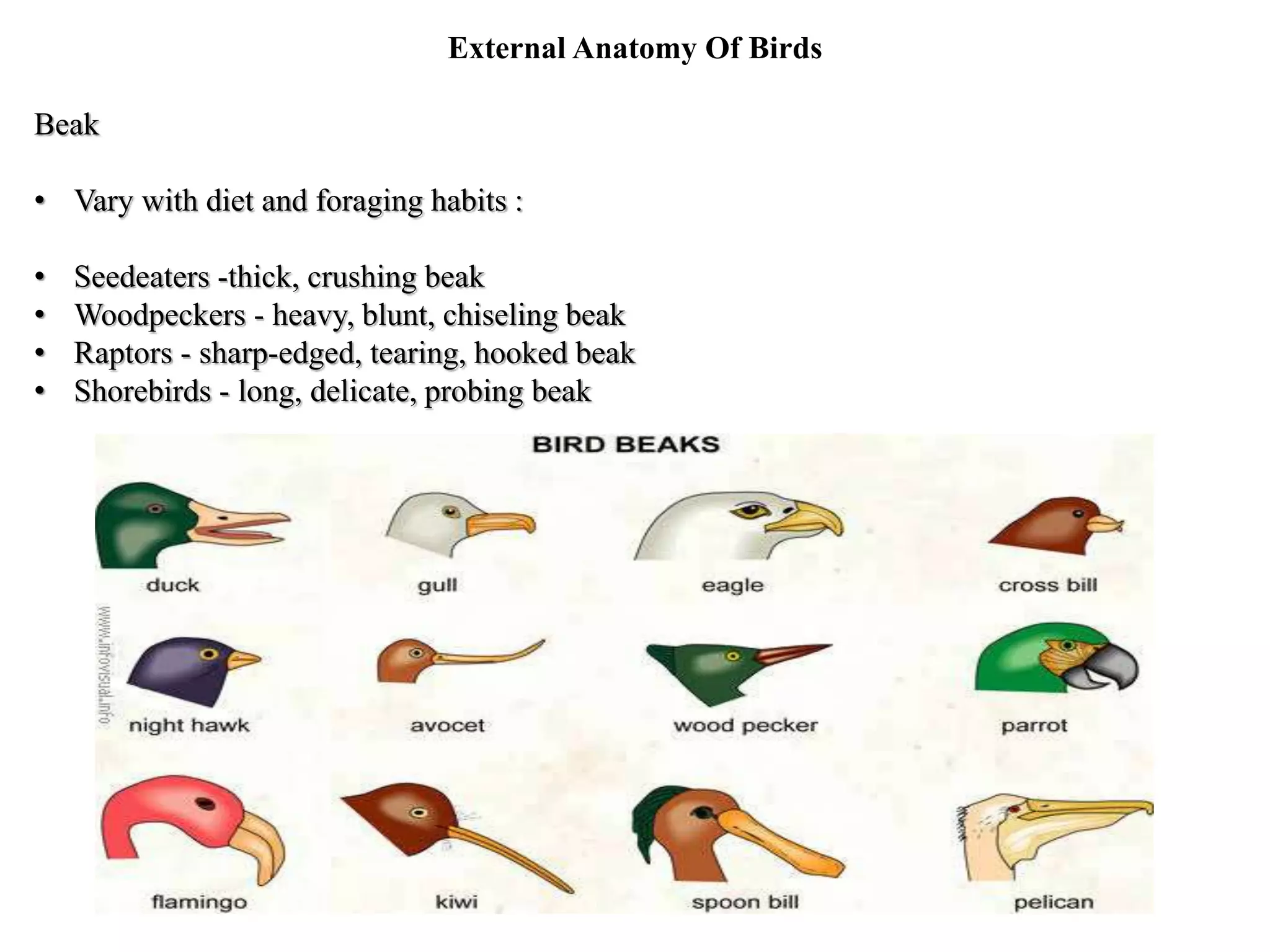 Anatomy of Birds | PPTX