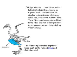 Anatomy of Birds | PPTX
