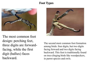 Anatomy of Birds | PPTX