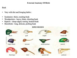 Anatomy of Birds | PPTX