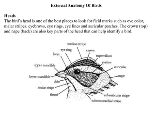 Bird External Anatomy