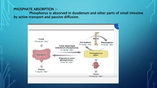 HORMONAL regulation of phosphate homeostasis | PPTX | Endocrine and ...