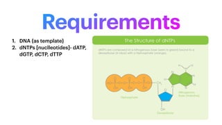 REPLICATION of DNA | PDF | Biological Sciences | Science
