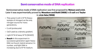 REPLICATION of DNA | PDF | Biological Sciences | Science