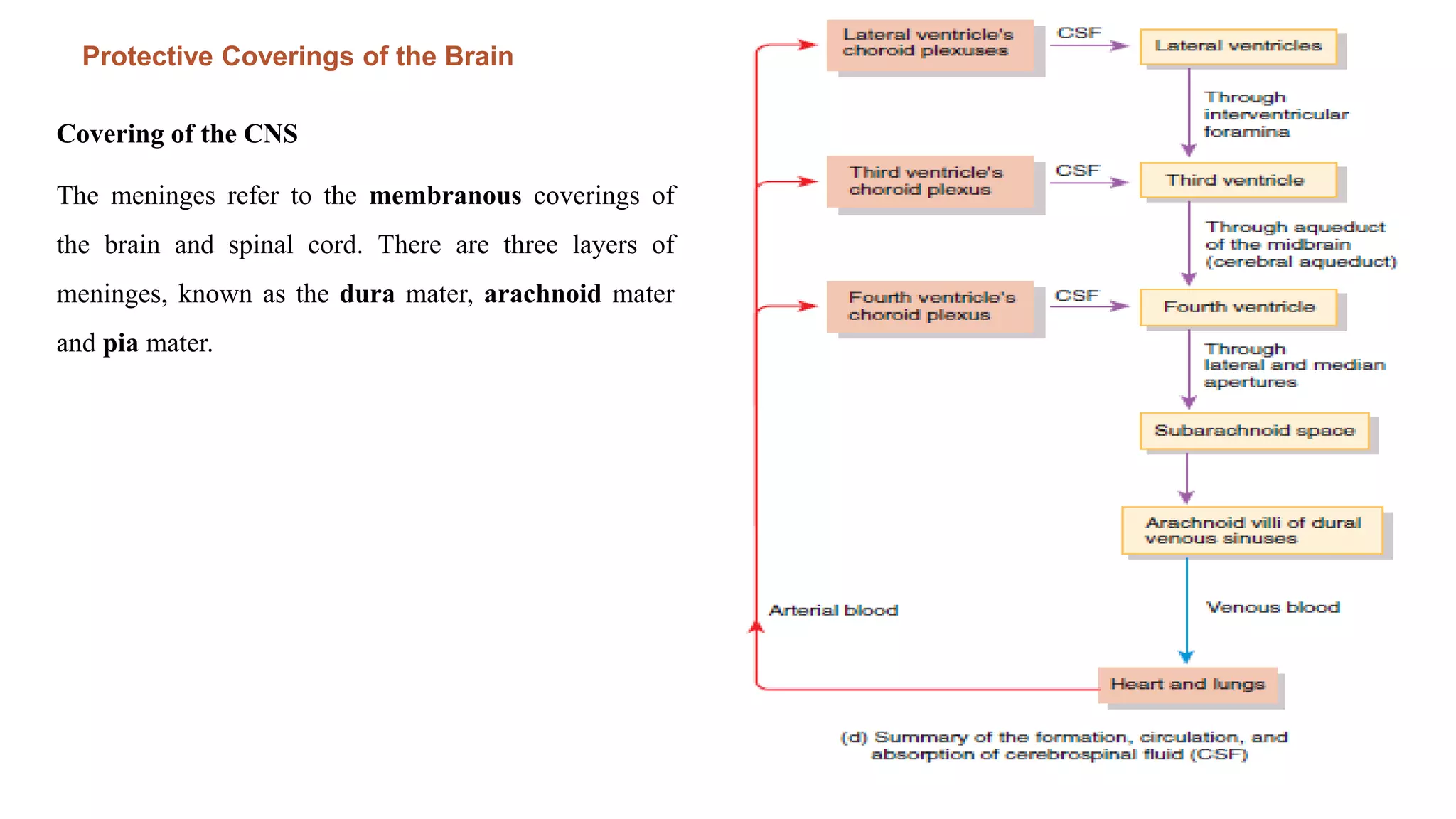 Nervous system | PDF