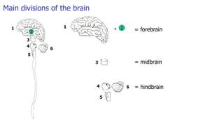 Nervous system | PPT